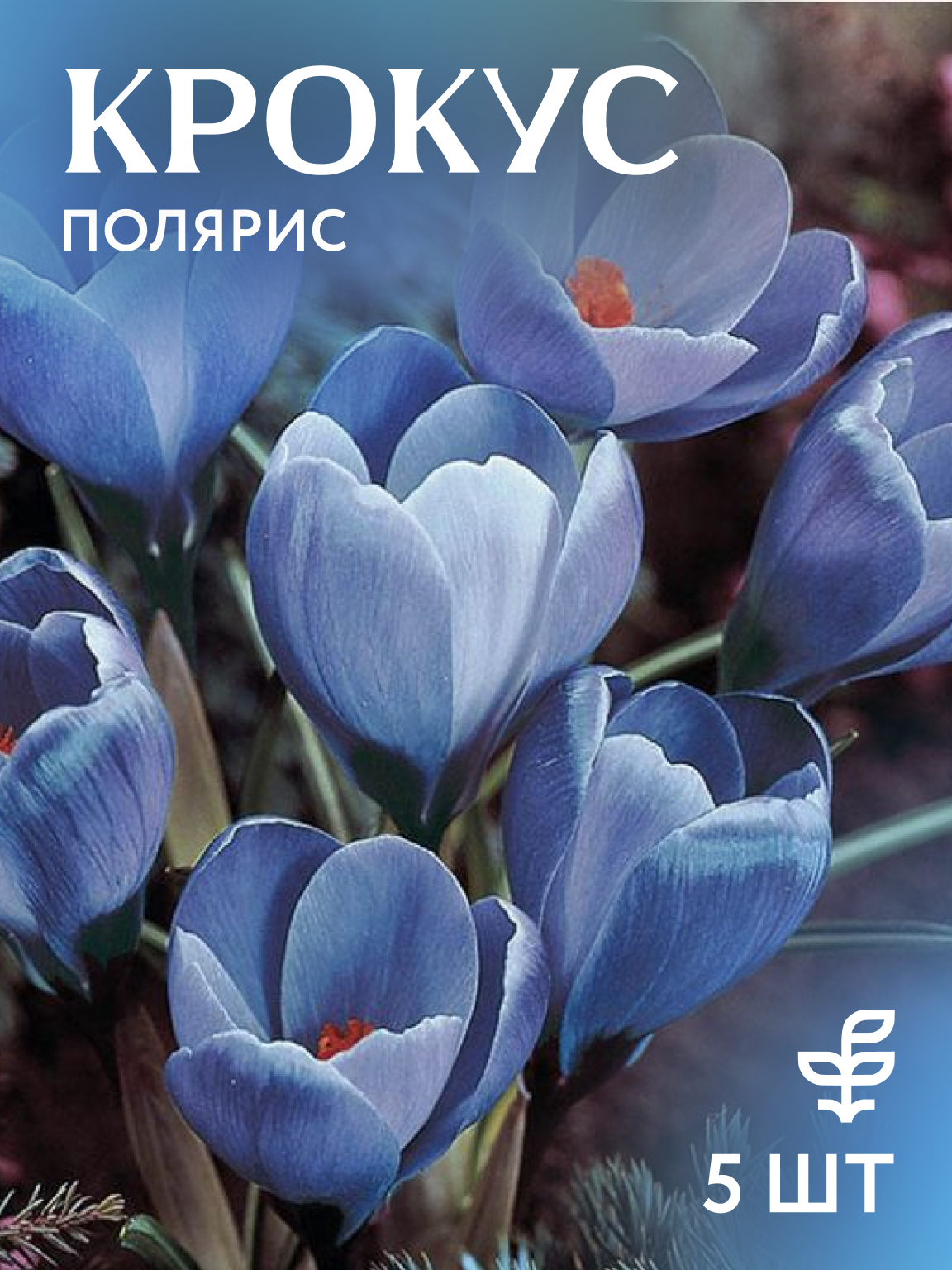 Крокусы луковицы многолетние крупные