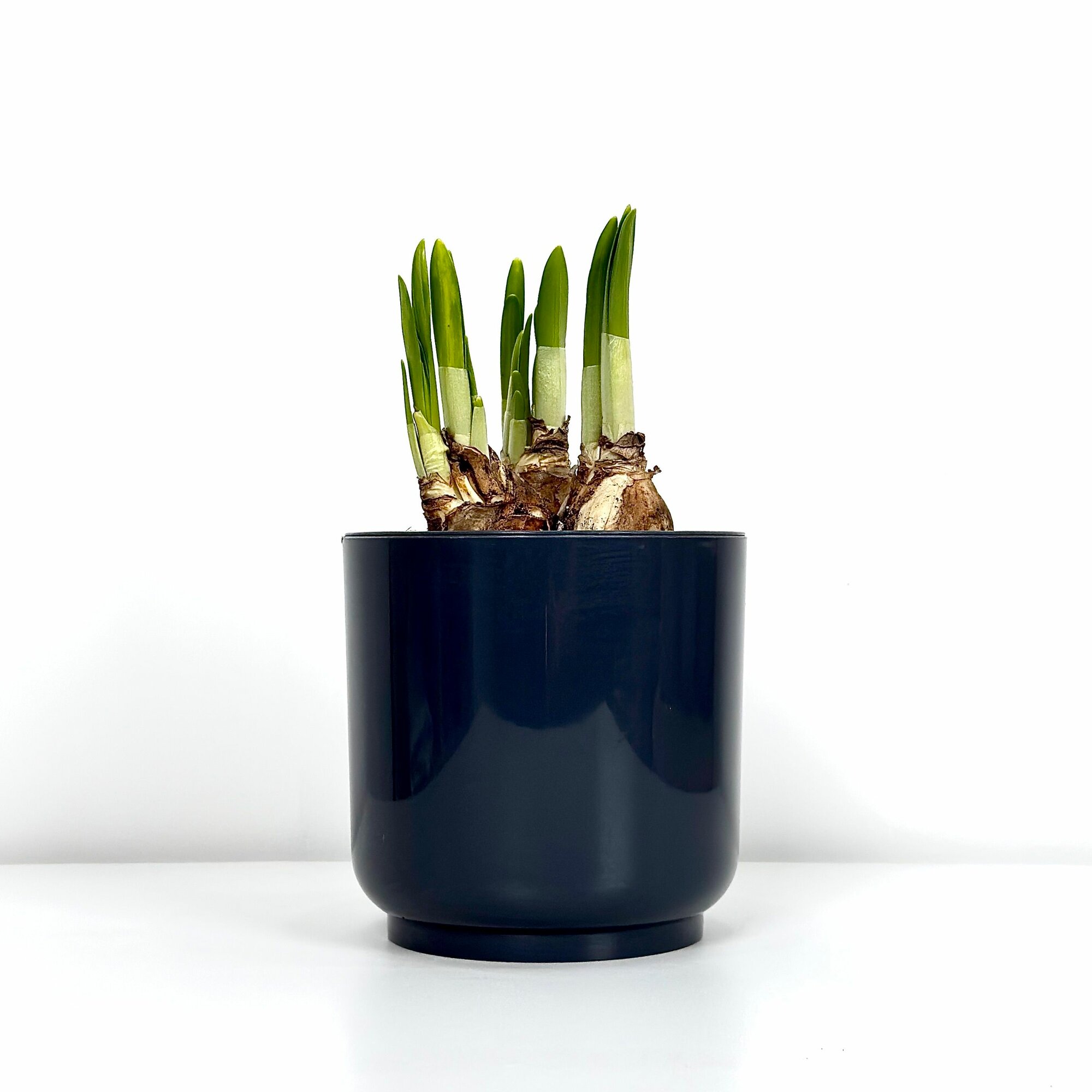 Нарцисс 3+ луковицы в пластиковом темно-сером горшке D13 см высота 20 см, живое растение