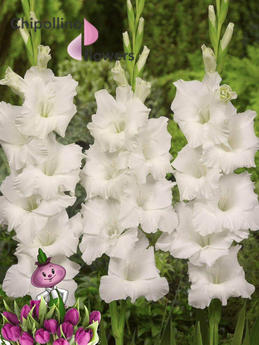 Луковицы цветов, chipollino flowers, Гладиолус BANGLADESH (5 луковиц)