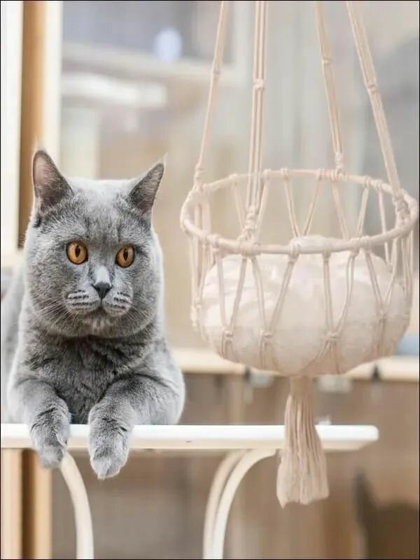 Гамак, кошачья корзина, качели для кошачьих игр
