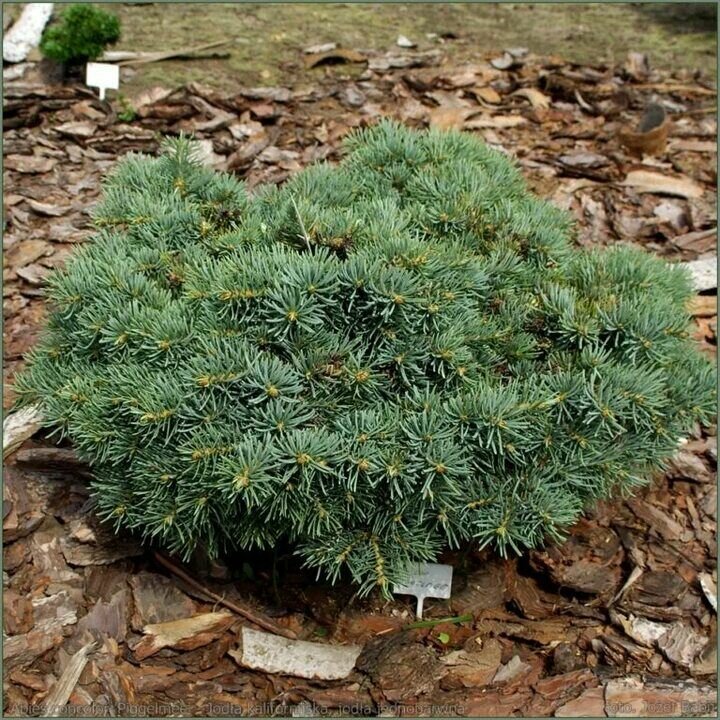 Пихта шершавоплодная Пеггельми, с3