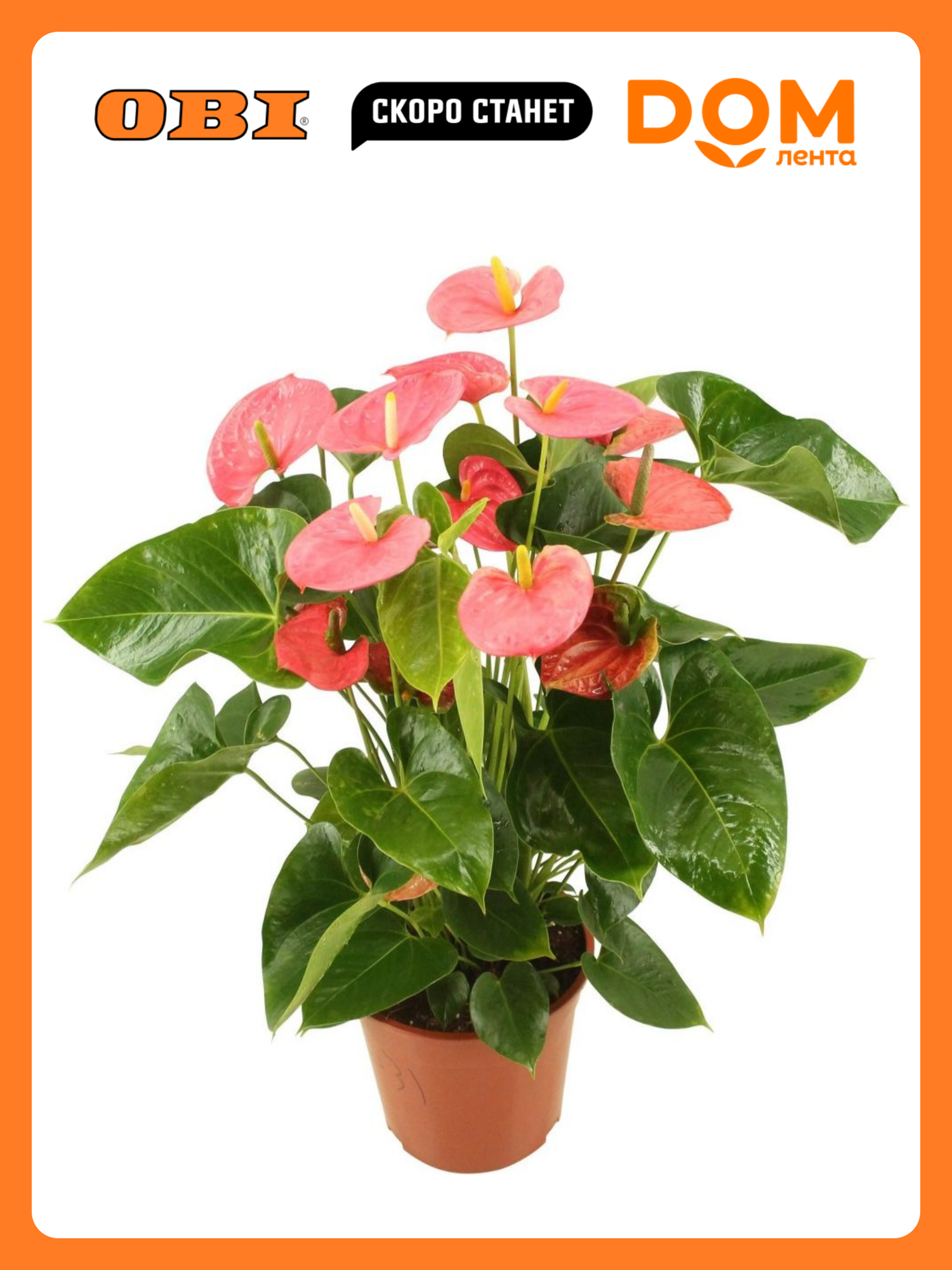 Антуриум "Чемпион Розовый", D12, H40, декоративно-цветущий, многолетнее