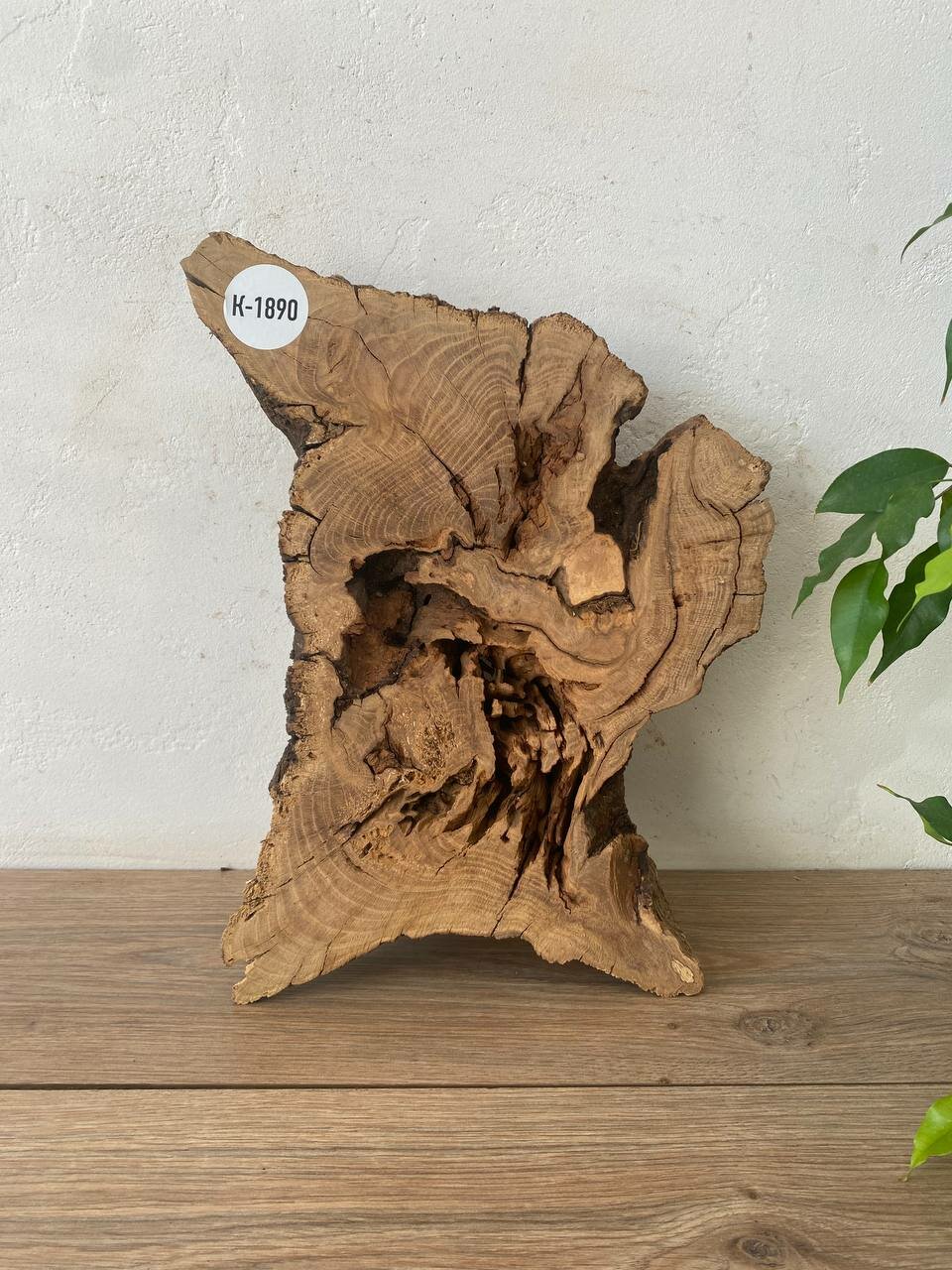 Спил дуб . Габаритные размеры 35х27х8 см. Шлифованный с 2-х сторон. артикул к1890