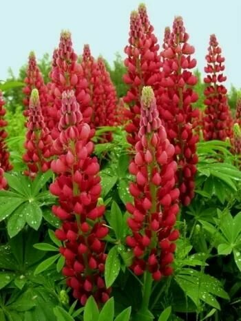 Люпин Май Кастл