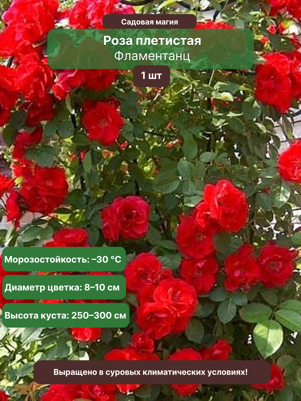 Роза плетистая "Фламентанц", многолетняя, красная, 1 шт, ЗКС