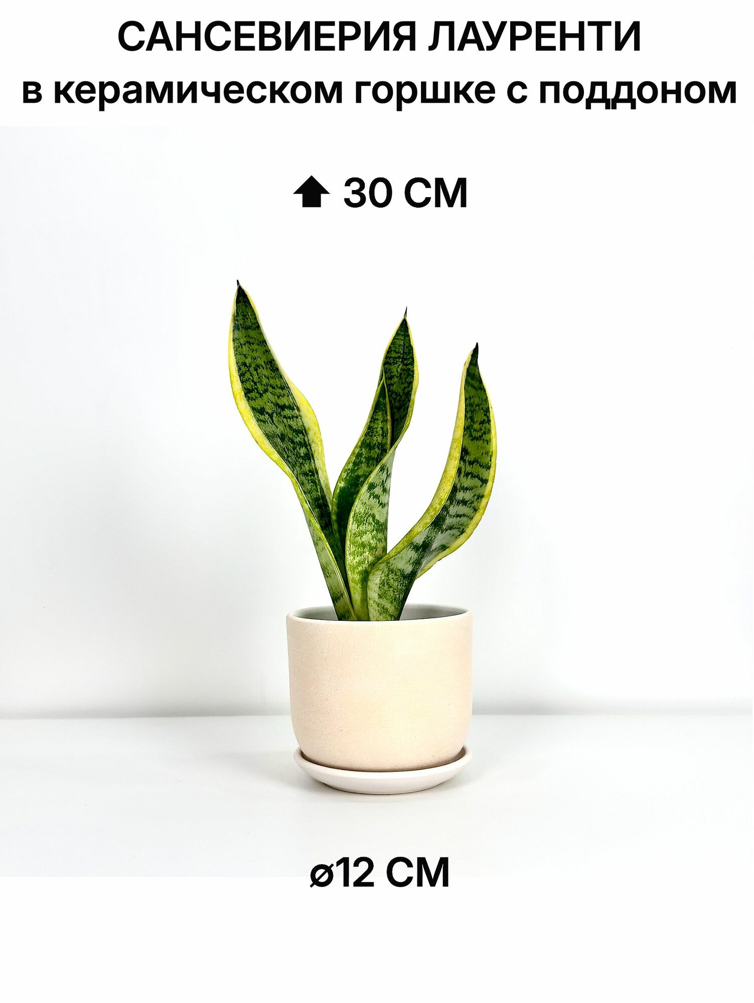 Сансевиерия Лауренти в светлом кремовом керамическом горшке с поддоном D12 Замша, высота 30см