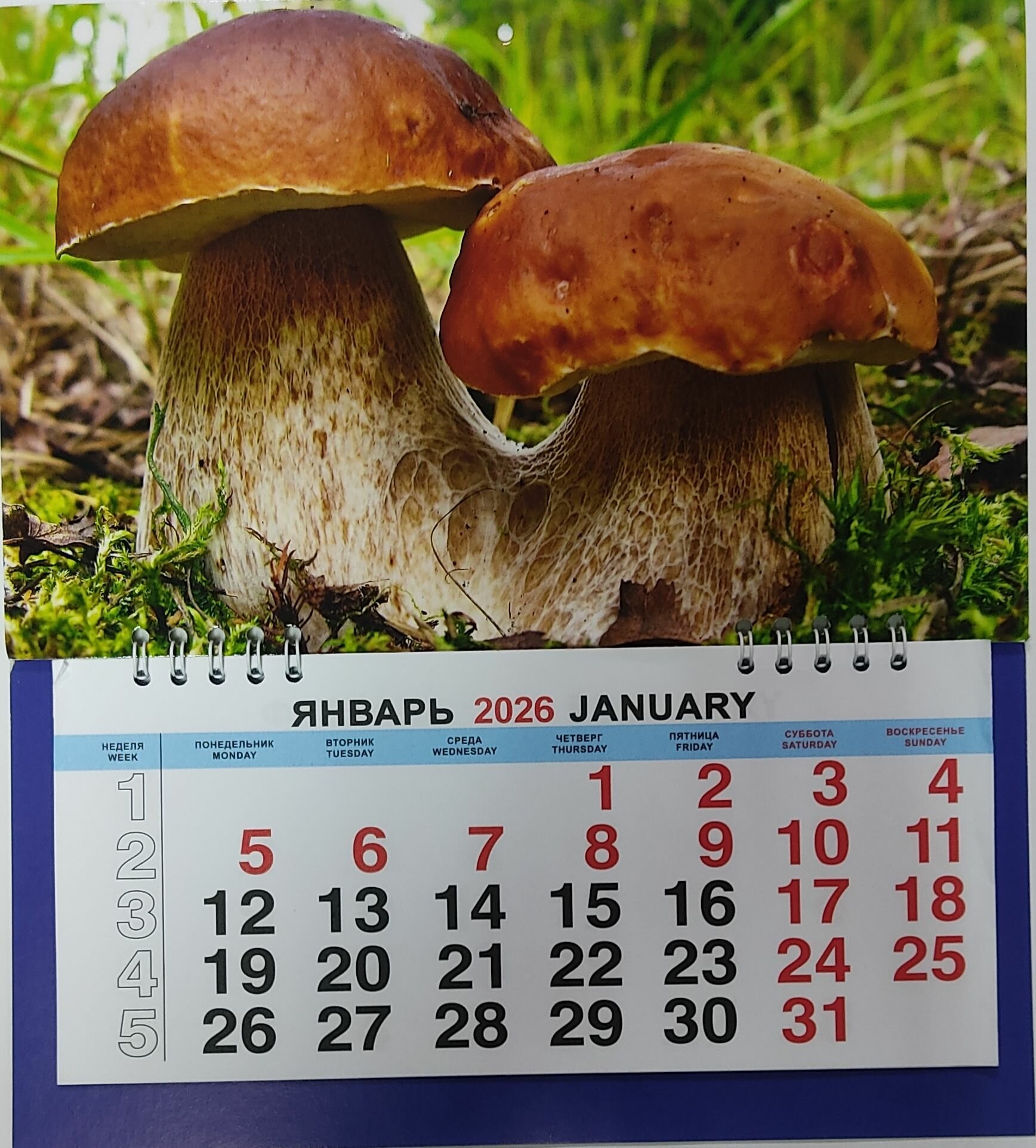Календарь на 12 месяцев настенный одноблочный Грибы боровики (22 на 25 см)