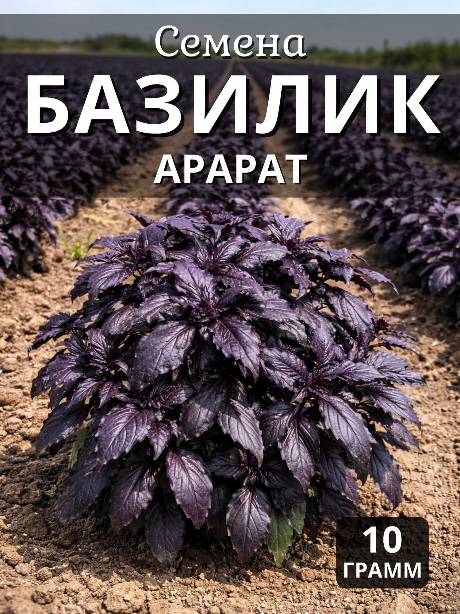 Семена базилика фиолетового для проращивания, 10 гр. (Арарат)