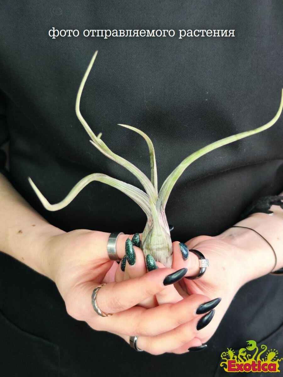 Тилландсия Псевдобалей (Tillandsia Pseudobaileyi), атмосферное растение — фото 1
