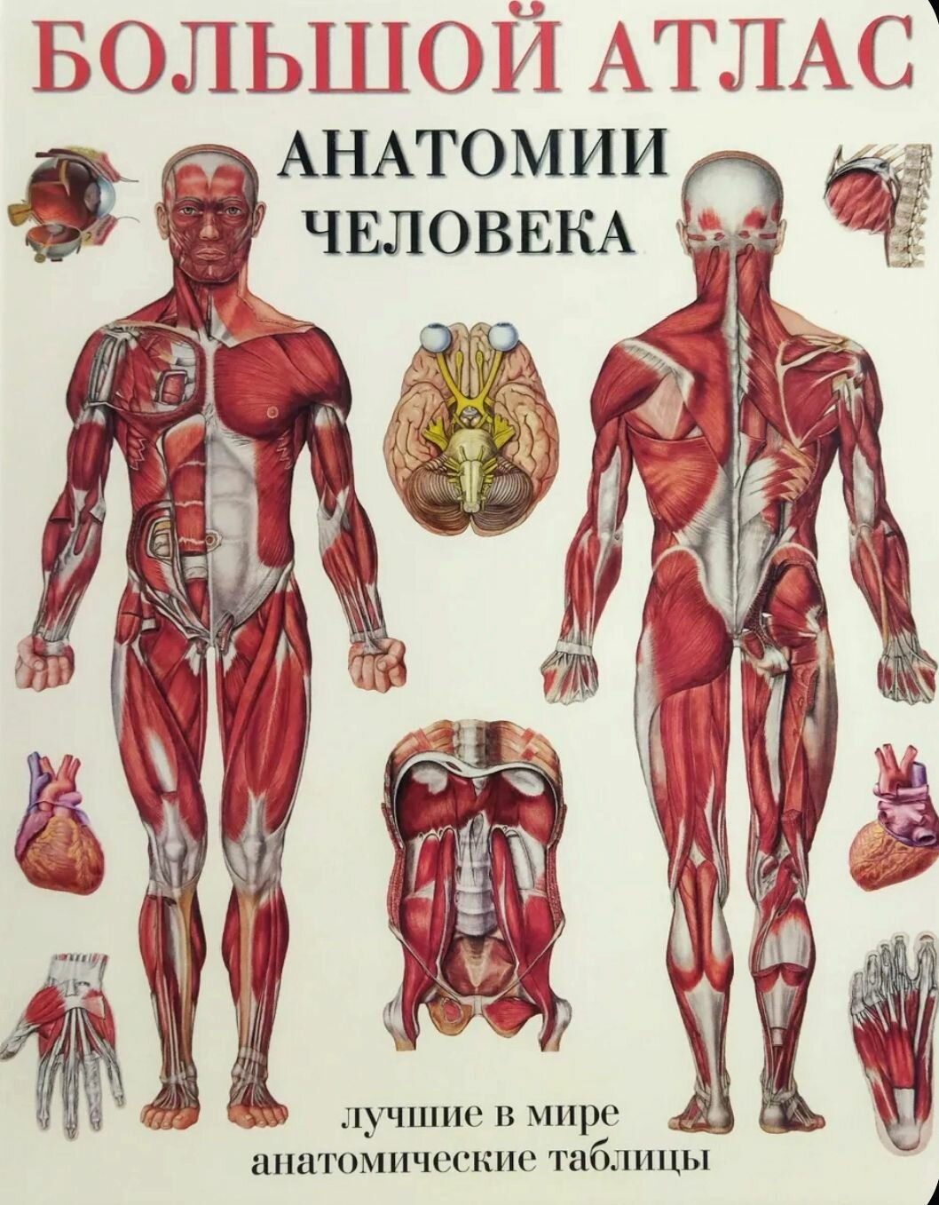 Большой атлас анатомии человека. Лучшие в мире анатомические таблицы