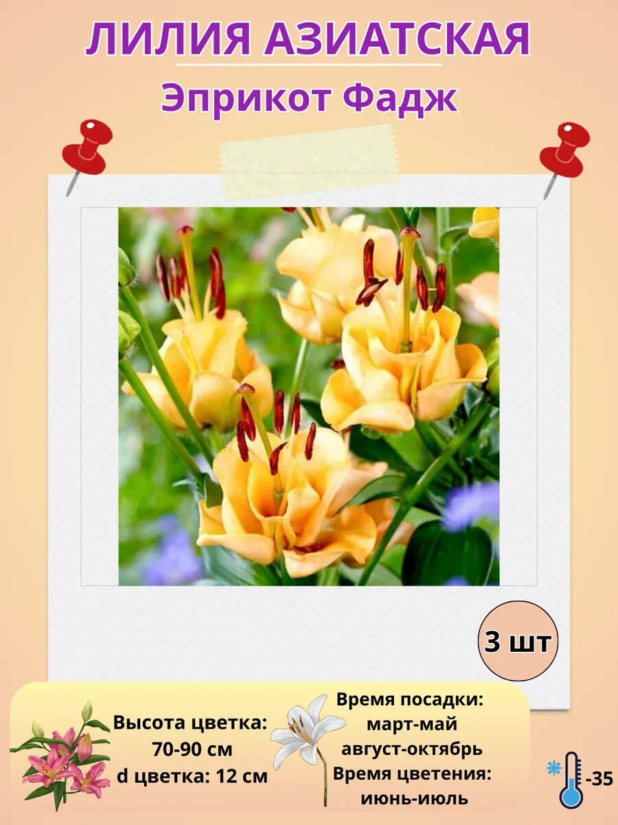 Лилия луковицы, многолетние цветы для посадки,3 штуки