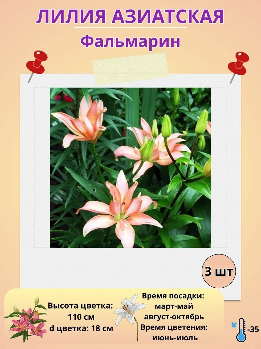Лилия луковицы, многолетние цветы для посадки,3 штуки