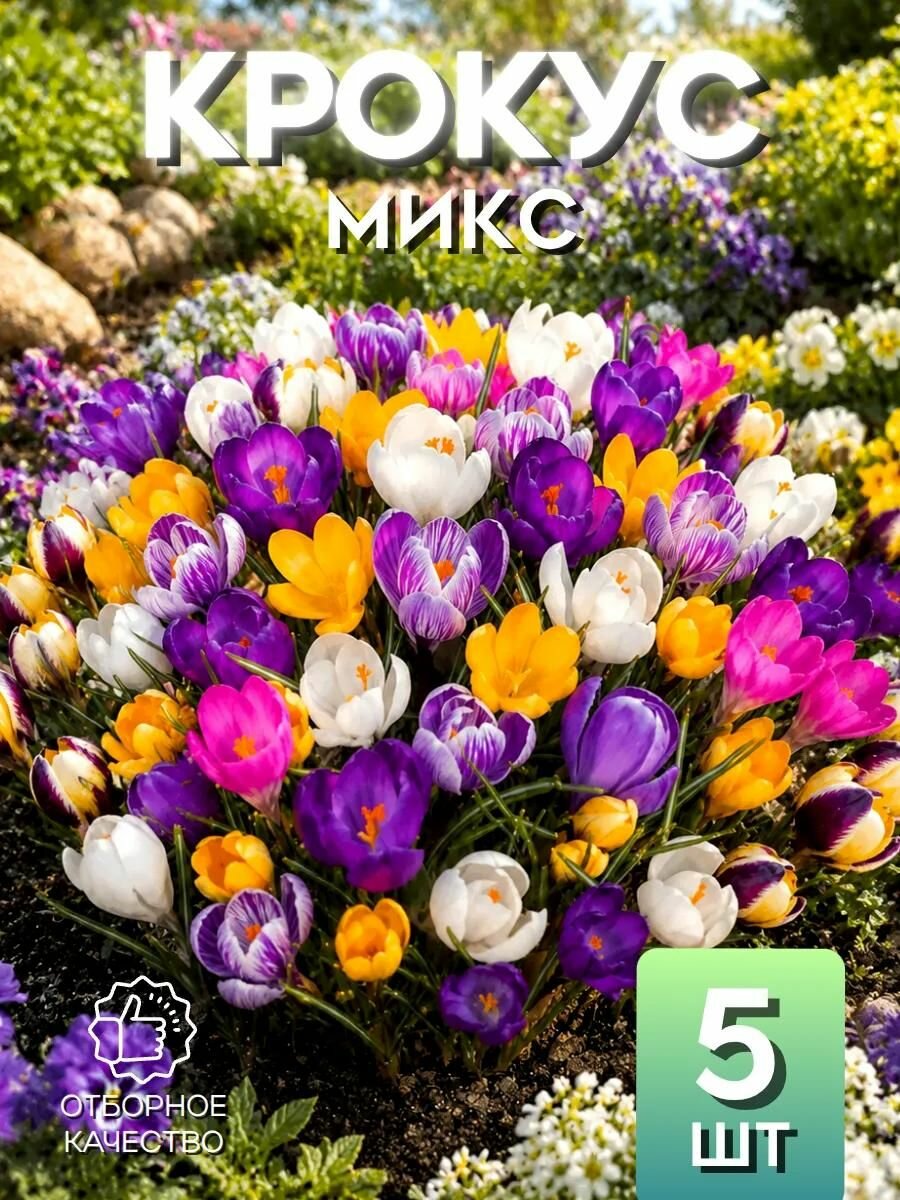 Луковицы крокусов крупноцветковых микс расцветок 5 шт.
