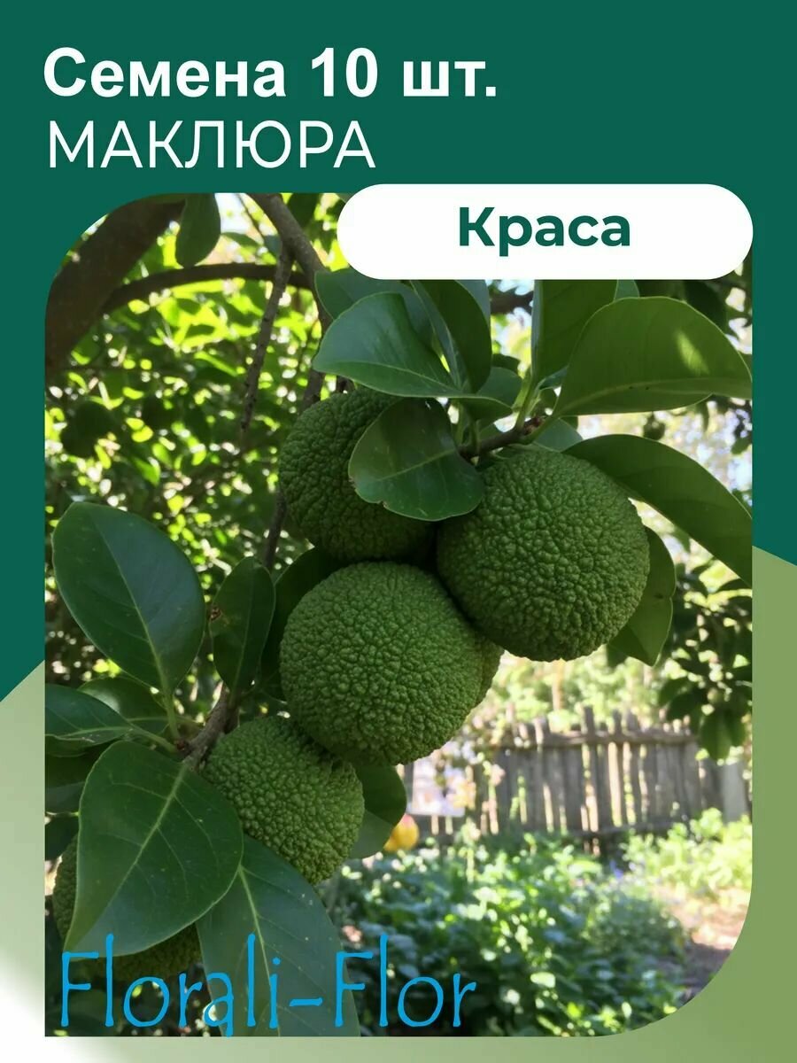 Маклюра Семена