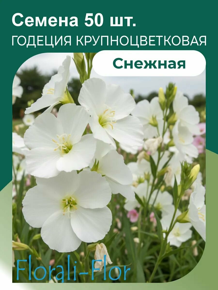 Годеция Крупноцветковая Семена