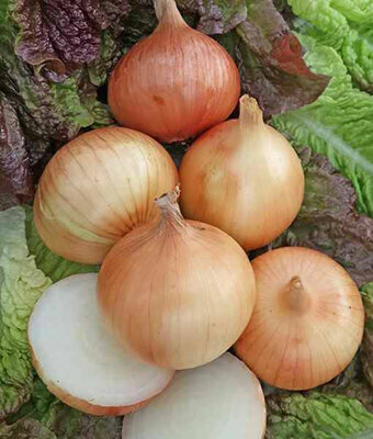 Лук репчатый Касатик (1 гр.)