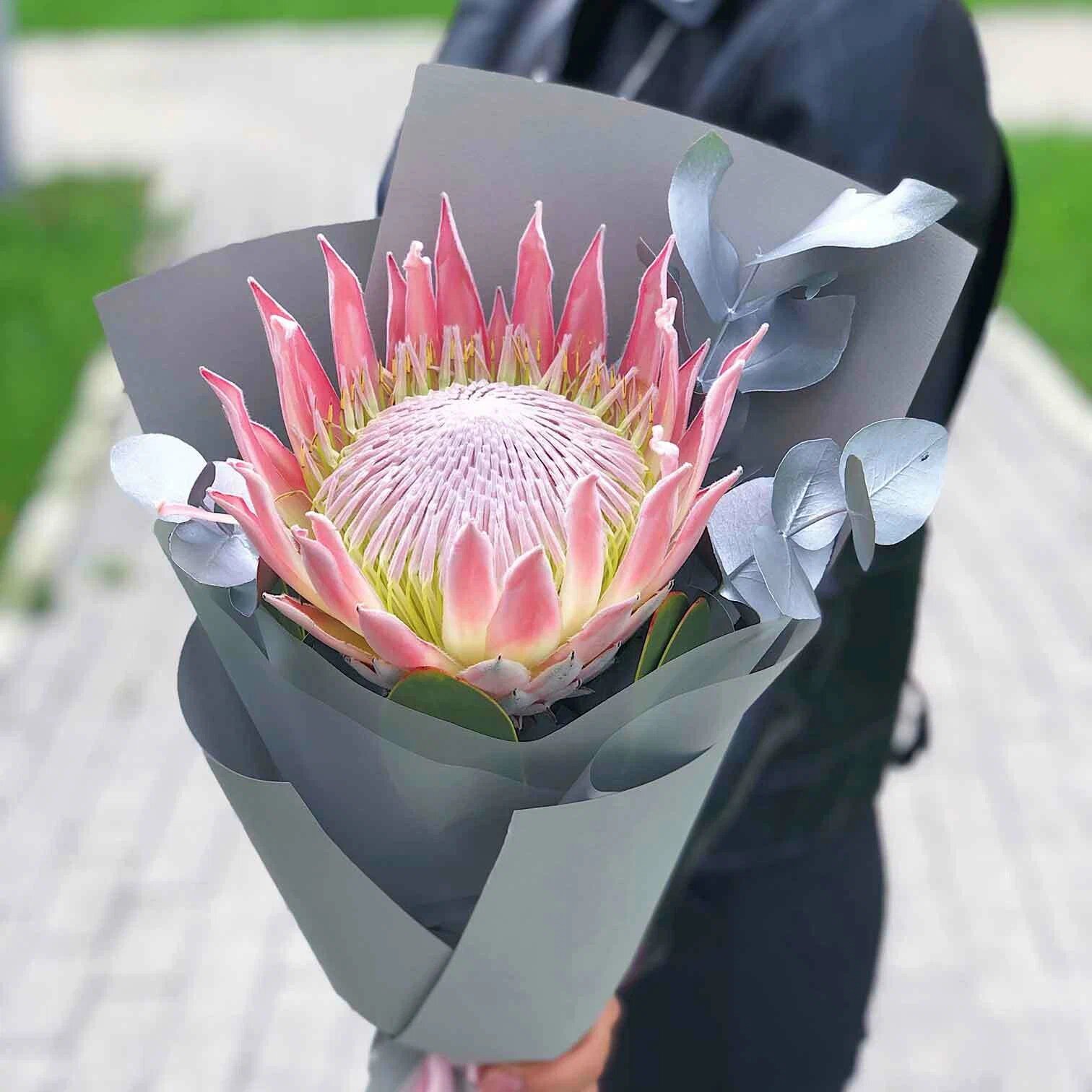 Букет протеи 1 штука/ Протея букет/ Цветы с доставкой/ Доставка цветов