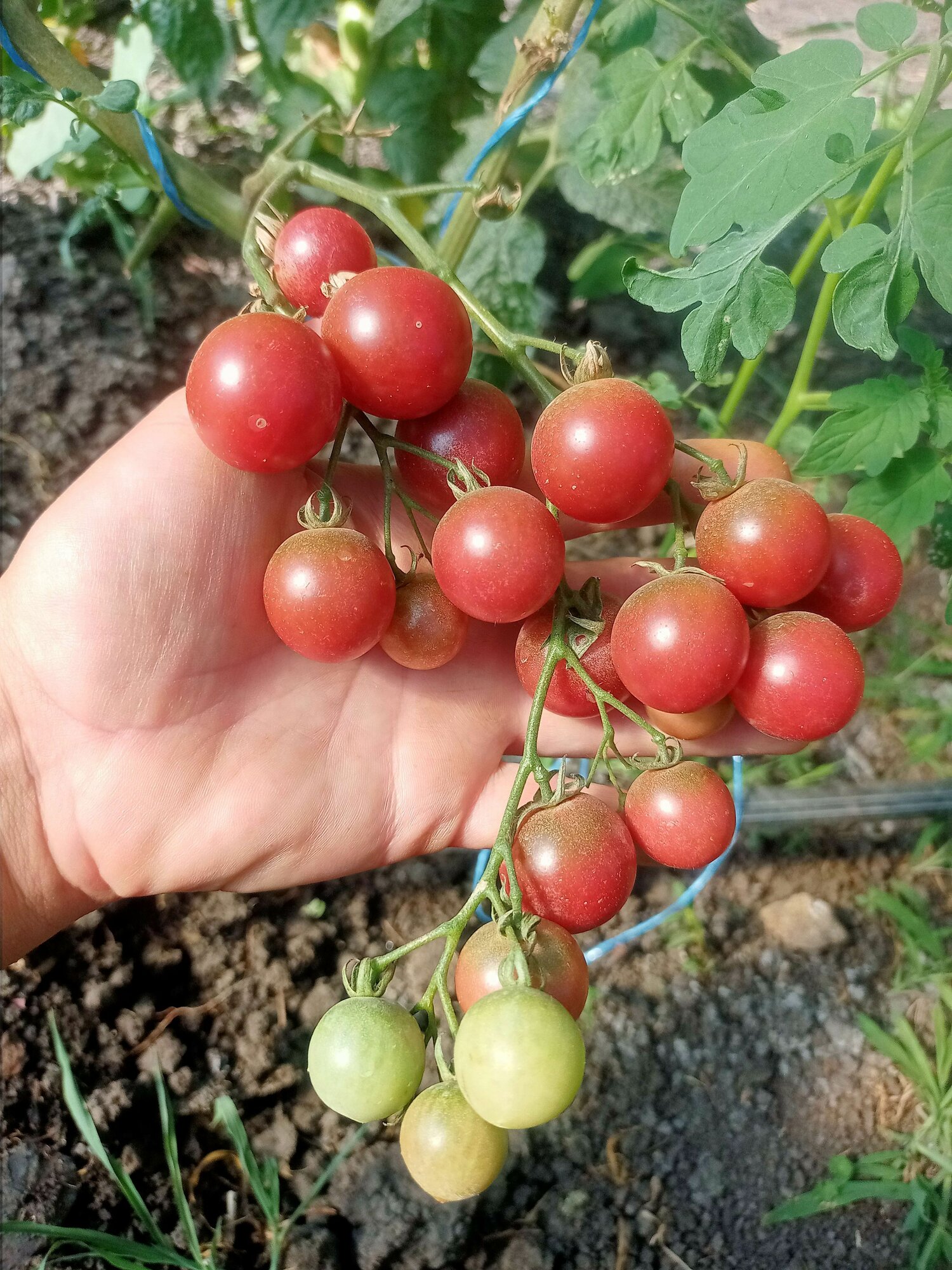 "Розелла" семена томата черри 10 штук. Коллекционный сорт.