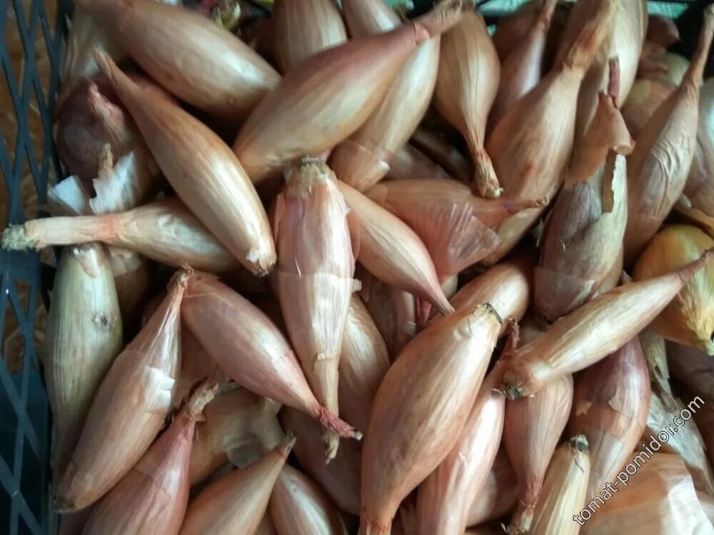 Лук севок Шалот Банановый 0,5 кг