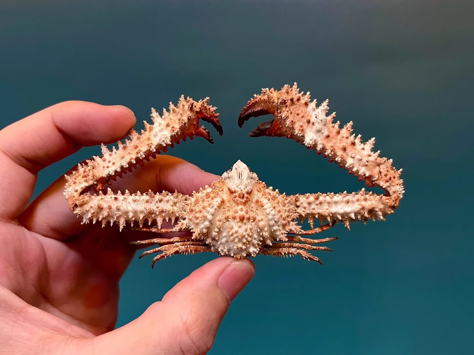 Коллекционная статуэтка краба Enoplolambrus Echinatus