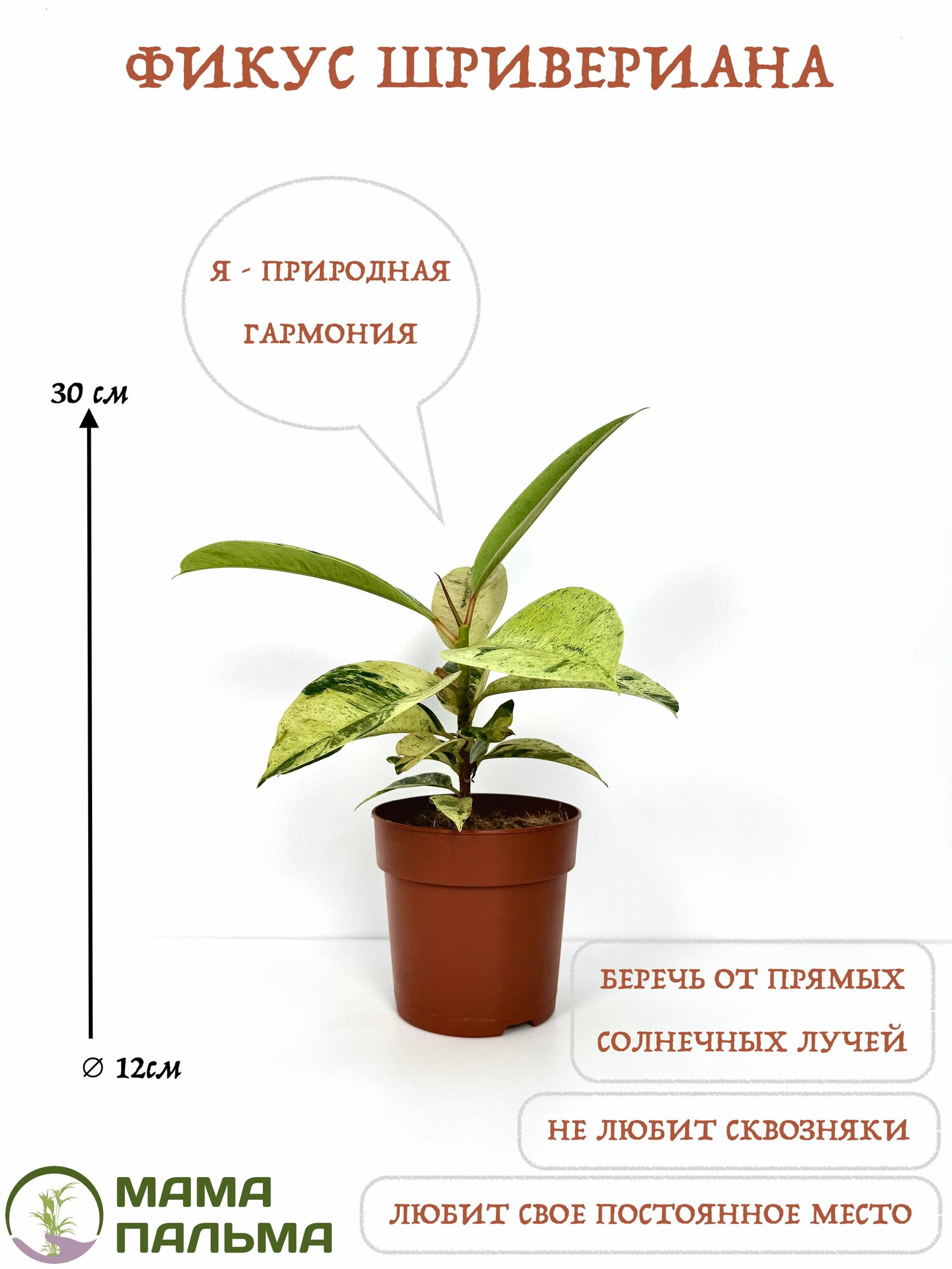 Живое растение Фикус Шривериана в горшке D12 высота 30 см
