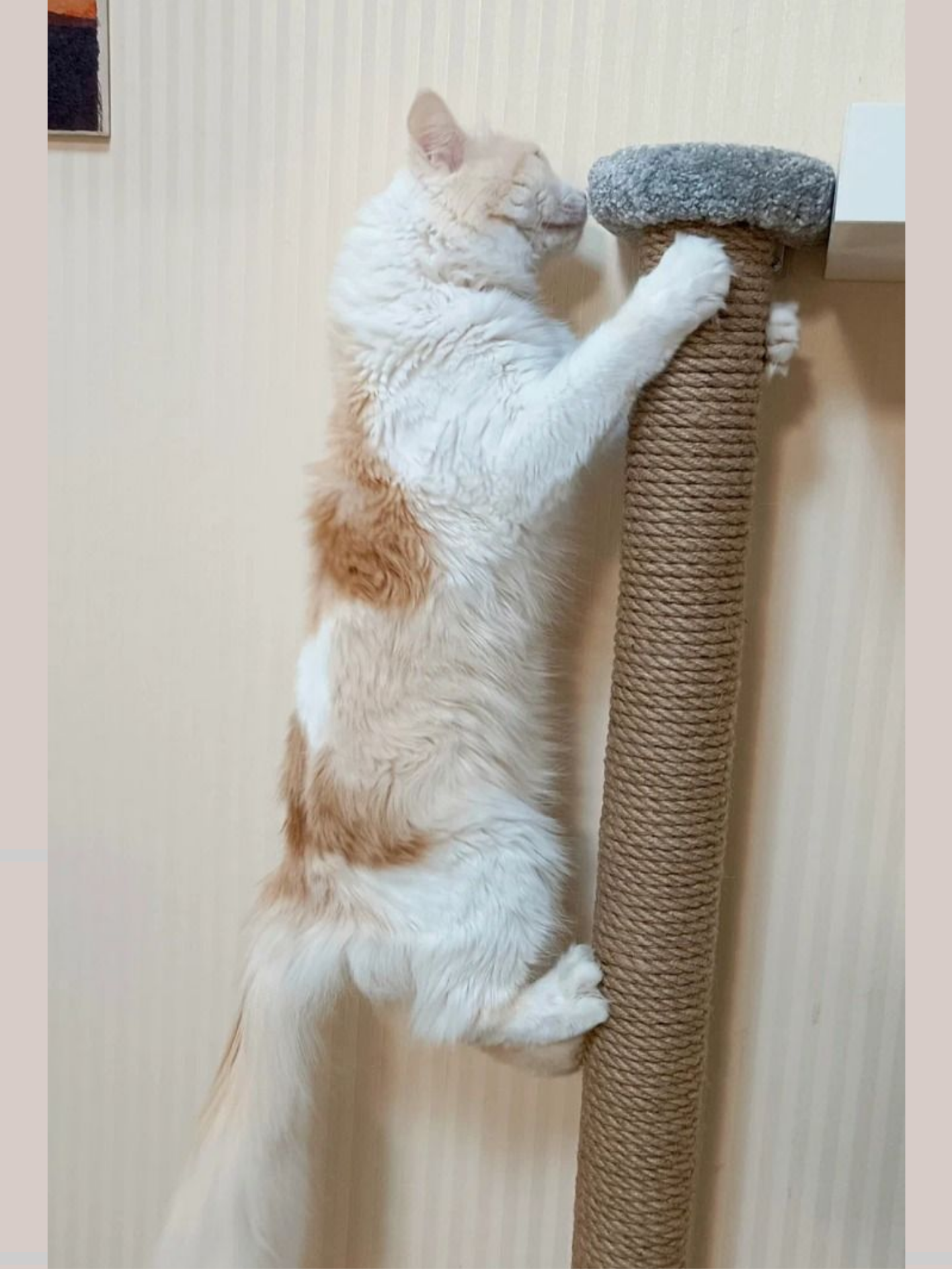 Когтеточка для кошки, Моя Котя, настенная, "Александрийский столп", джутовый канат и светло-серый ковролин, 145 см