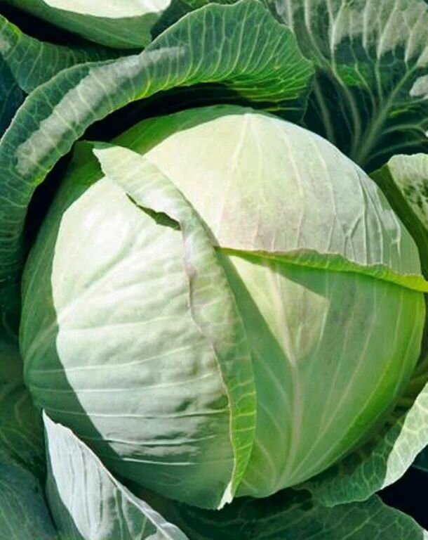 Коллекционные семена капусты б/к F1 Циклон