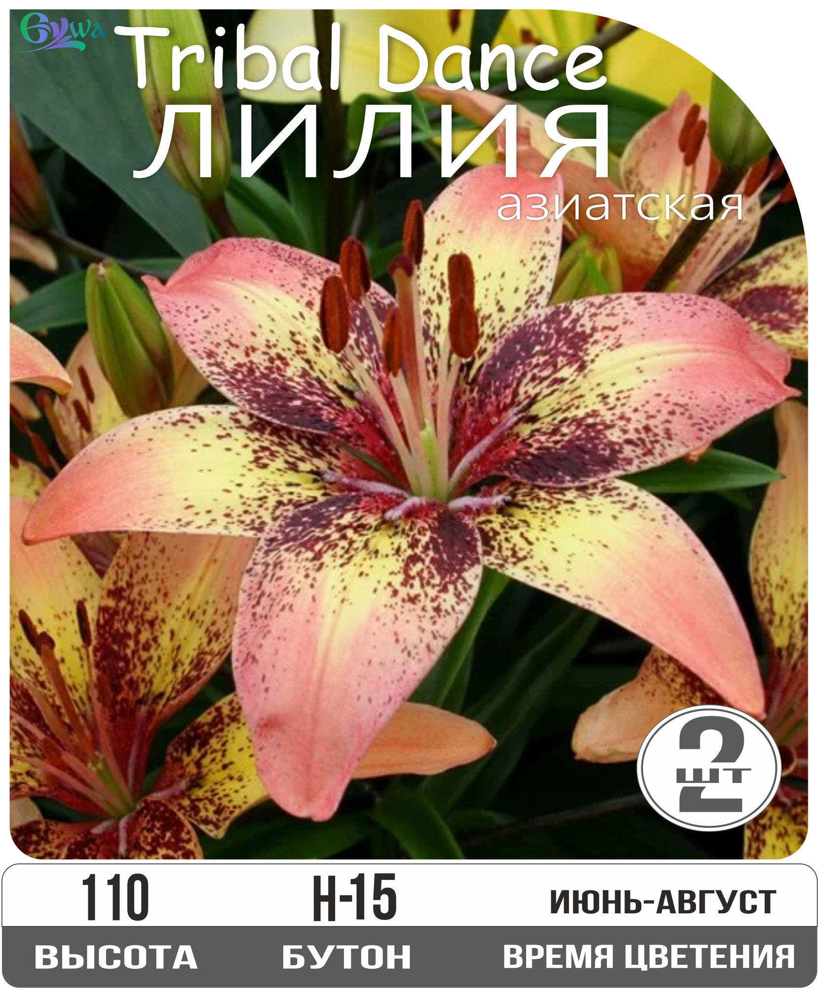 Лилия Луковица, Трайбл Дэнс, азиатская, 2шт, высота 100см, лососевый с пурпурным крапом