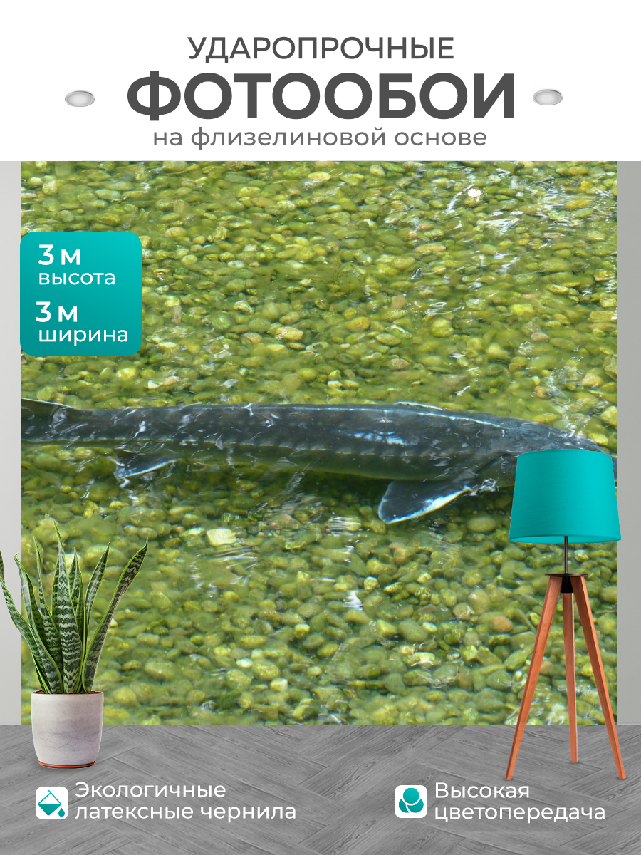 Фотообои моющиеся ударопрочные "Стерлядь, рыбы, осетры ruthenus" 300x300 см. флизелиновые на стену