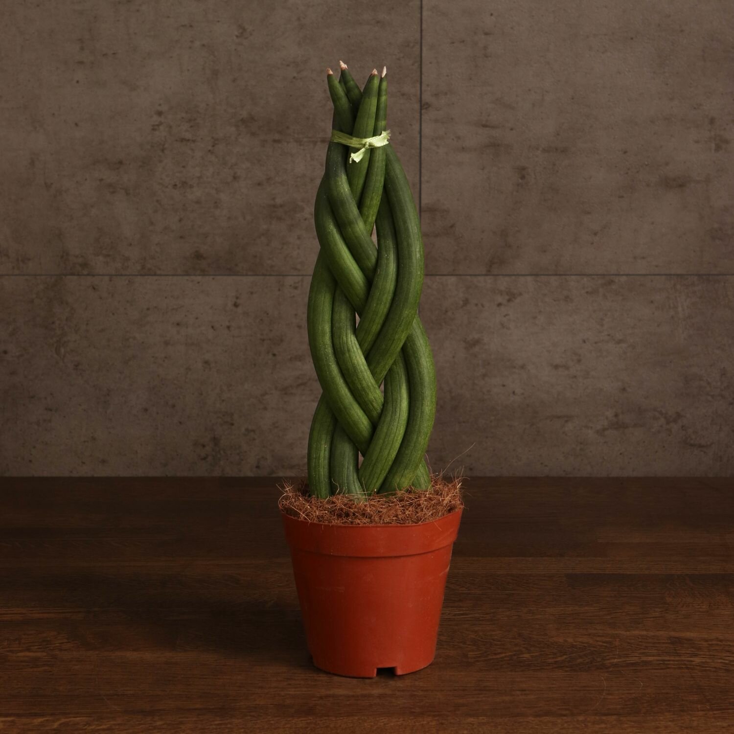 Сансевиерия цилиндрика косичка 45/12