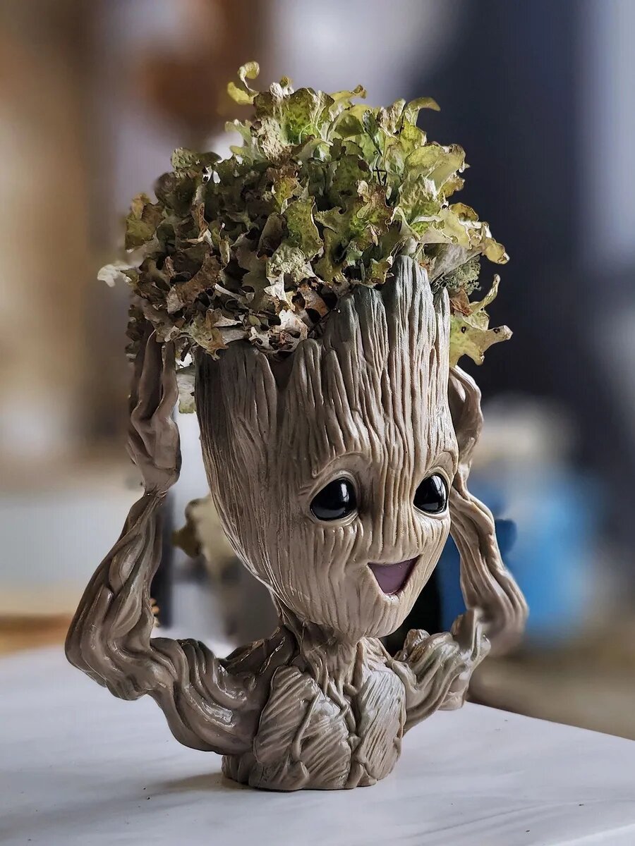 Грут с живой прической из цетрарии