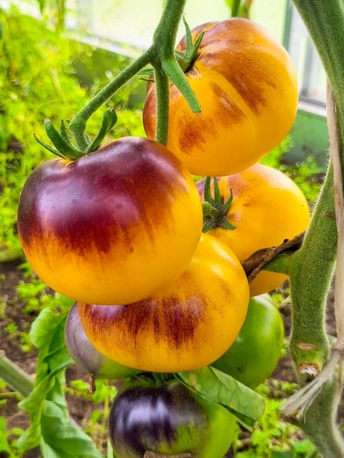 Пестрая мышь 7шт+бонус