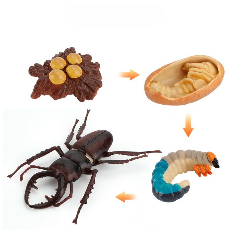 Insect lifecycle pvc figure for biology education and home learning deer antler beetle2