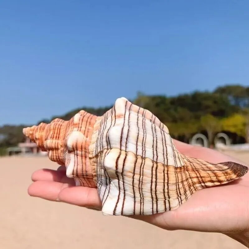 Ракушка морская натуральная Бурса Бубо12cm-13cm