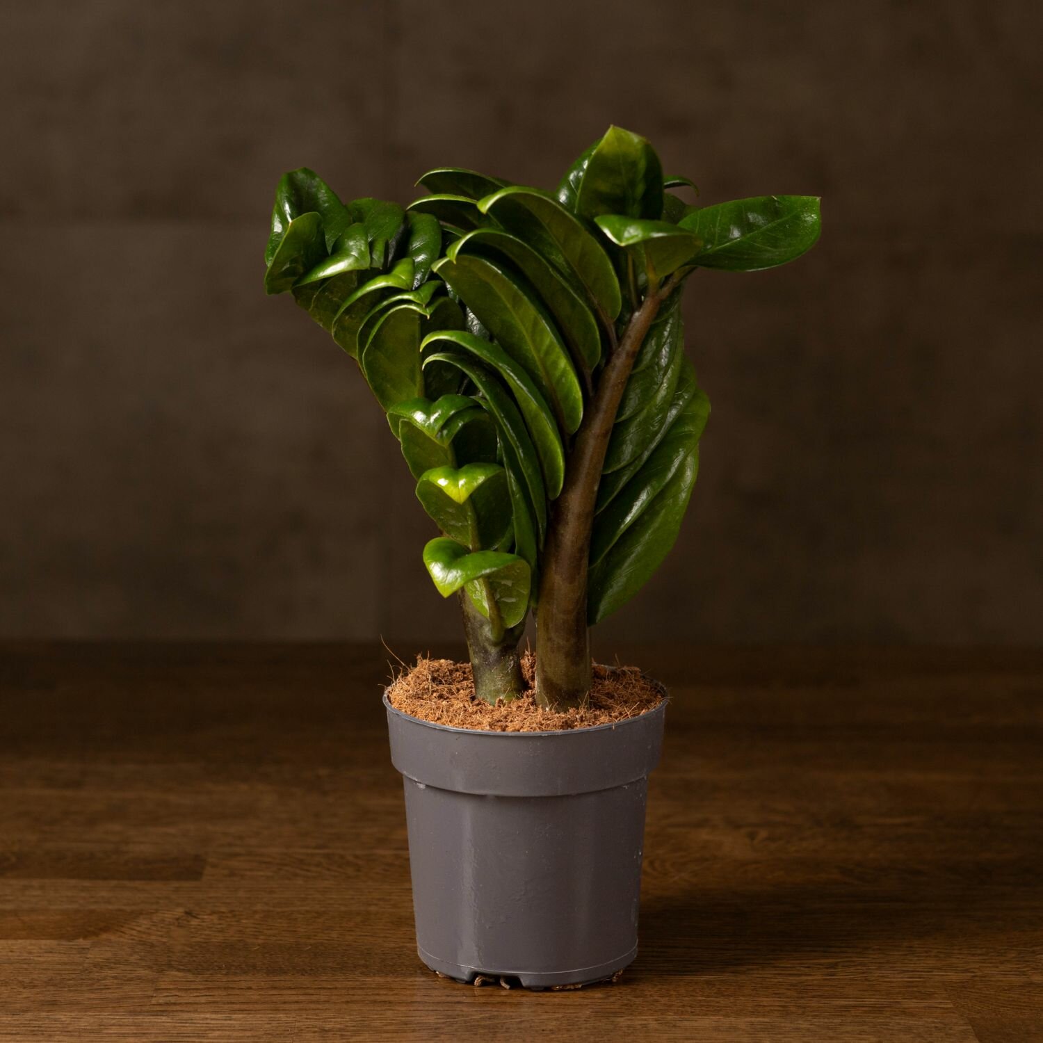 Замиокулькас Зензи 30/11