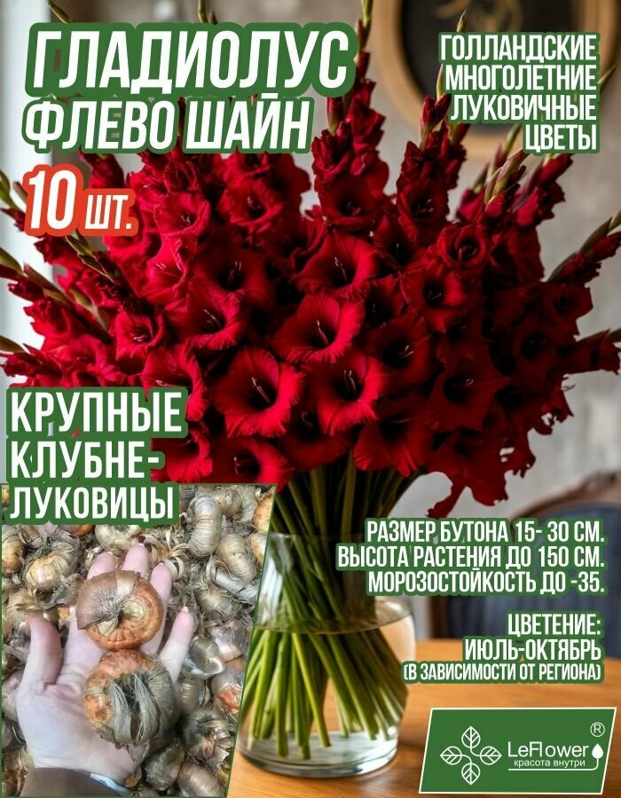 Гладиолус Луковица, Флево Шайн, крупные, 10шт