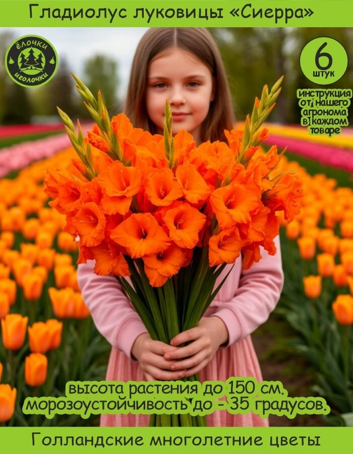Гладиолус Луковица, сиерра крупные, 6шт