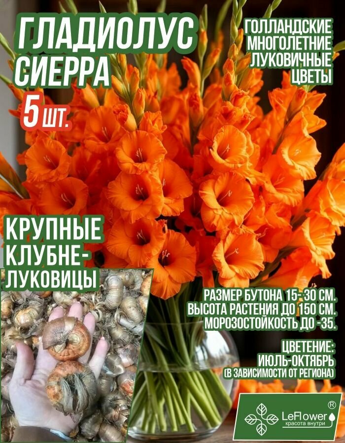 Гладиолус Луковица, Сиерра, крупные, 5шт