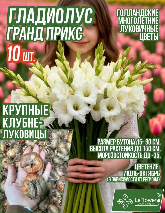 Гладиолус Луковица, Гранд прикс, крупные, 10шт