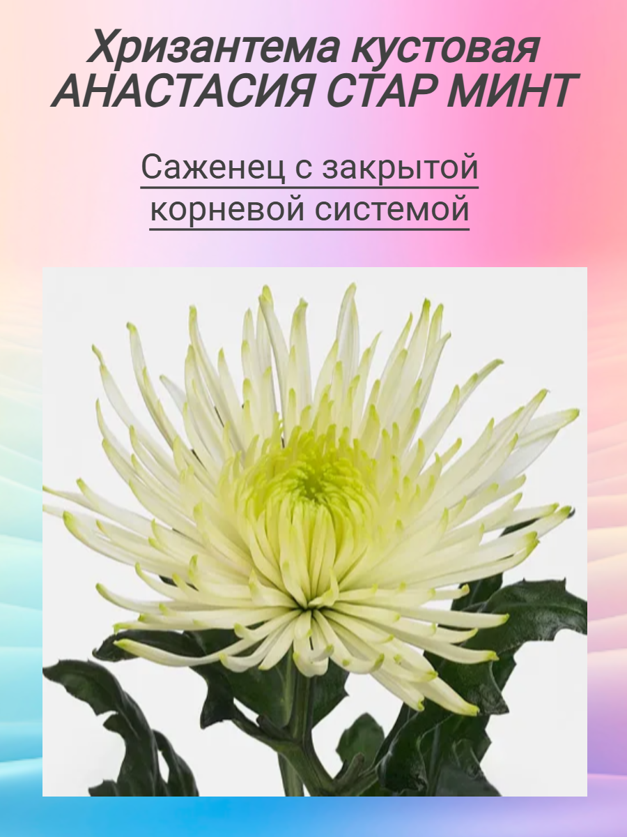 Хризантема кустовая Анастасия Стар Минт