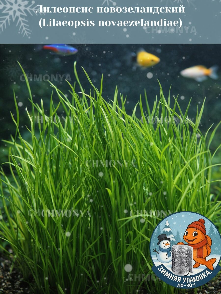 Аквариумное растение Лилаеопсис новозеландский (Lilaeopsis novaezelandiae) , живое аквариумное растение