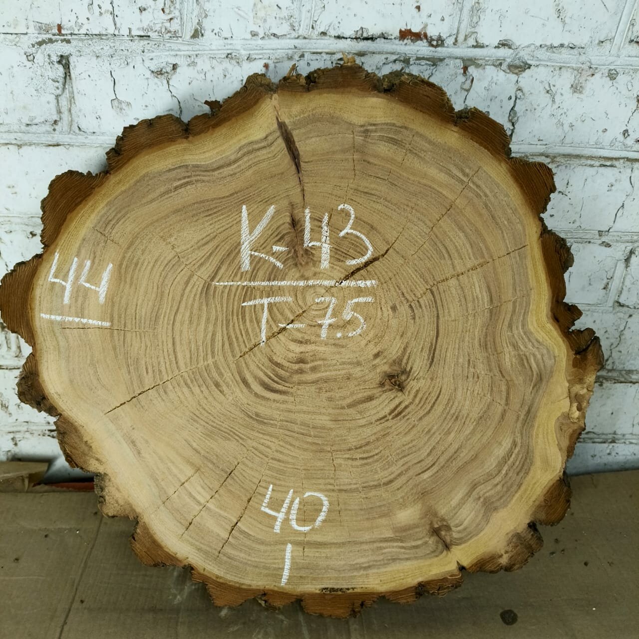 Торцевой спил дерева Карагач К-43, диаметр 40-44 см, выровнен в плоскости