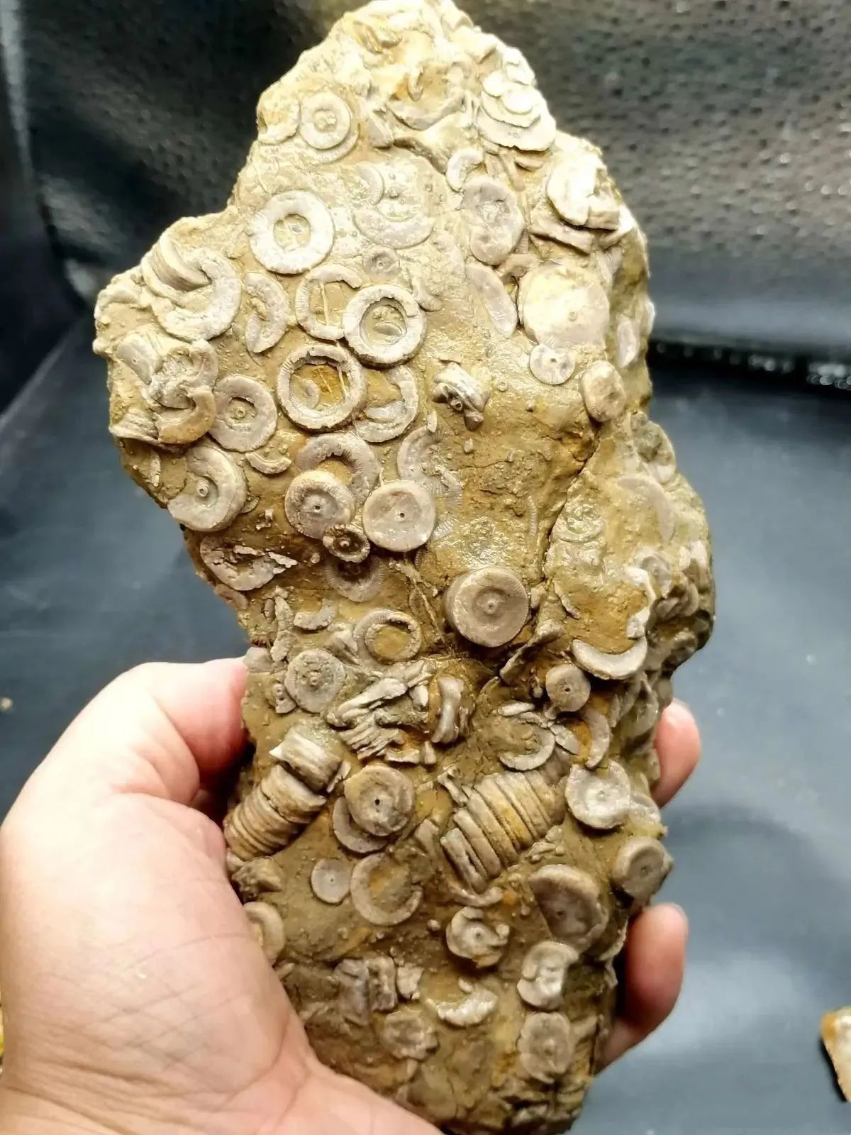 Ископаемые стебли морской лилии (Crinoidea) натуральный коллекционный образец, декор и сувенир