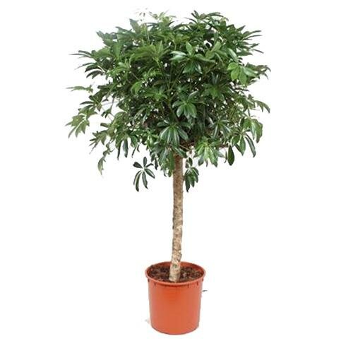 Шеффлера Компакта штамб - Schefflera Compacta D30 H150