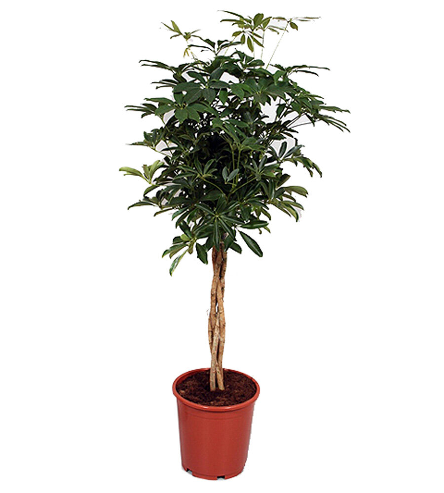 Шеффлера Компакта косичка - Schefflera Compacta D20 H100