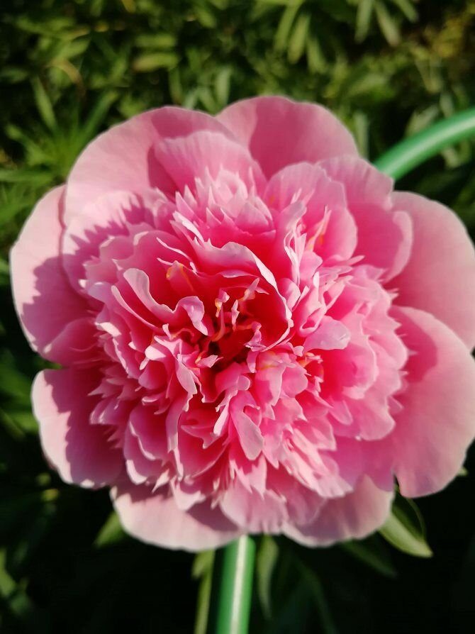 Пион Этчед Салмон 1шт