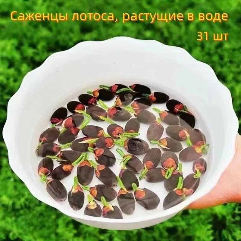 Набор из 31 семени лотоса для гидропоники, комплект для домашнего мини-сада и настольного микроландшафта с быстрым прорастанием и разнообразными цветами