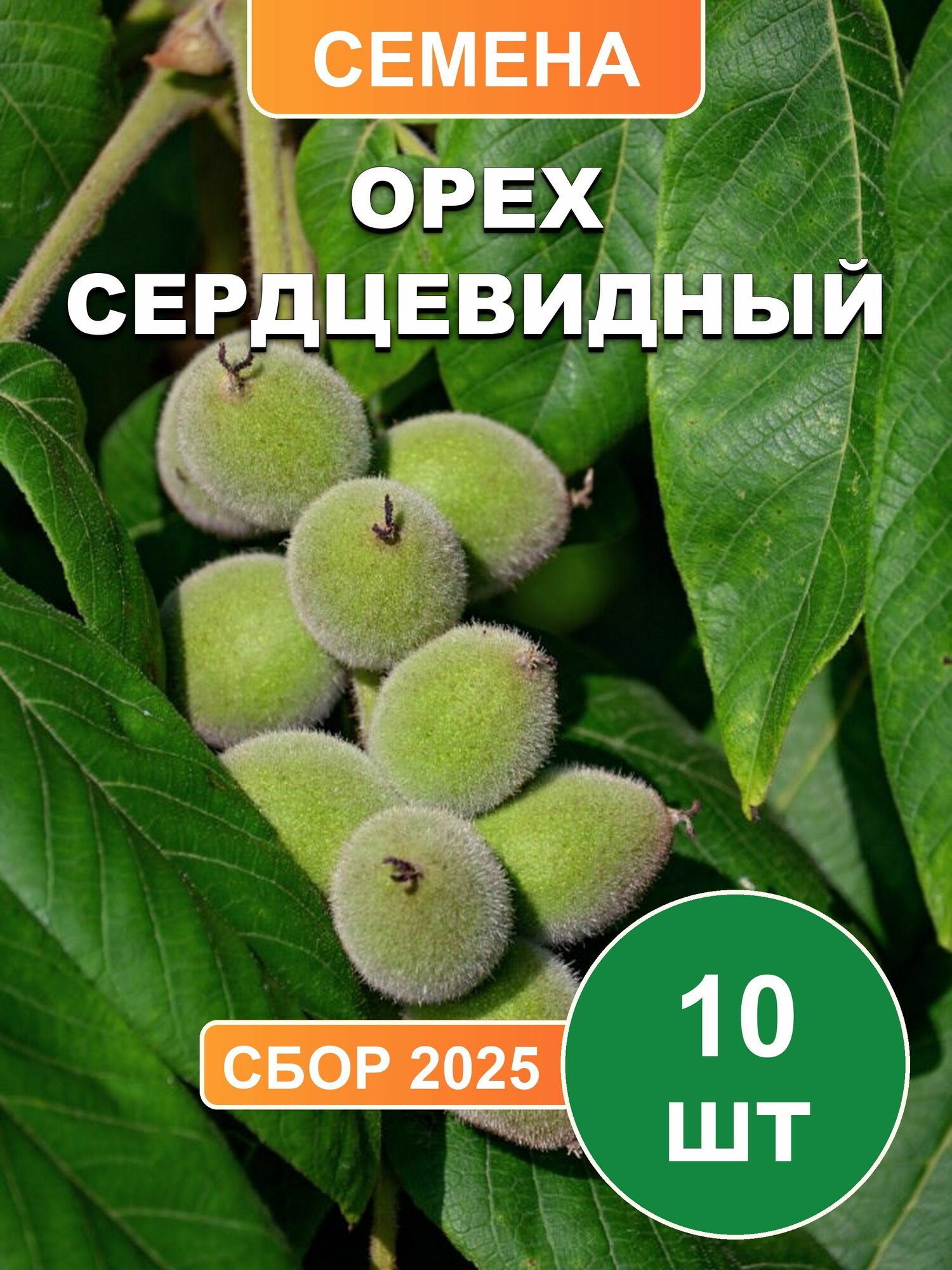Орех сердцевидный, семена, 10шт