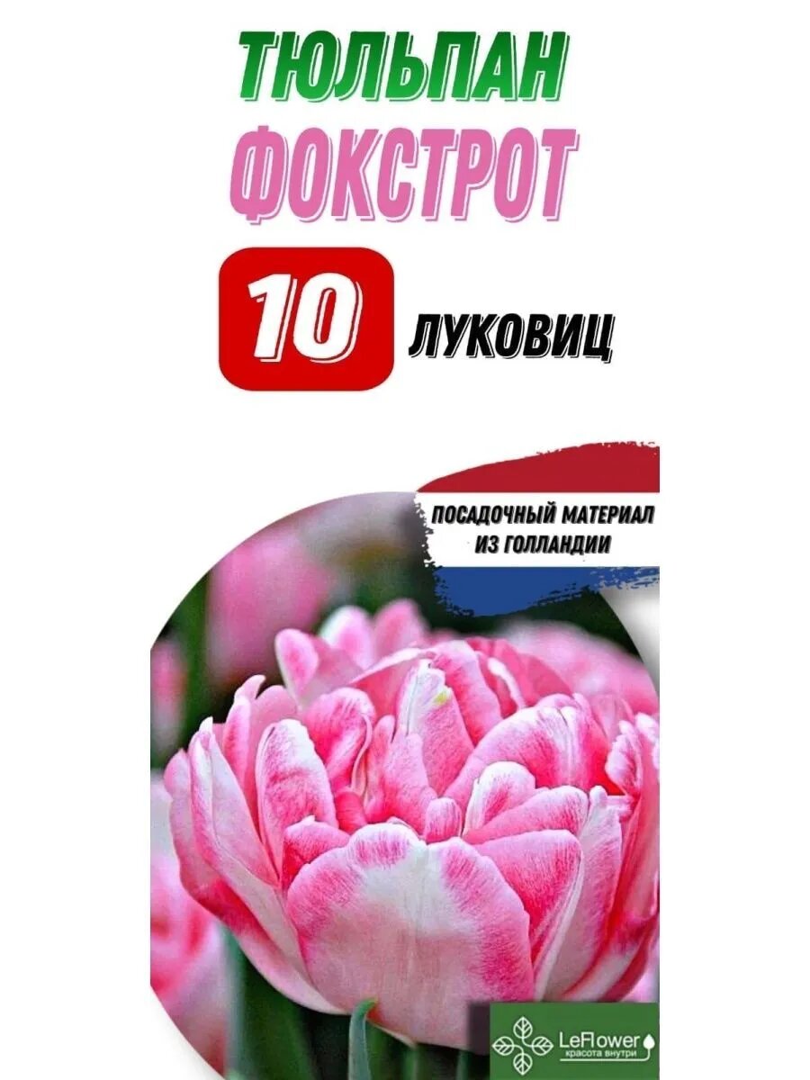 Тюльпан Луковица, Фокстрот, 10шт