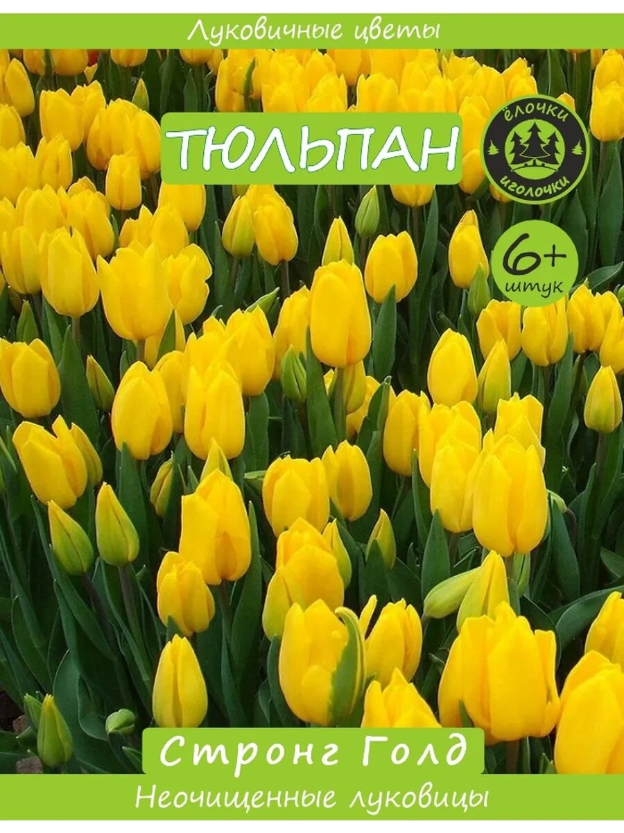 Тюльпан Луковица, Стронг Голд 6+ шт